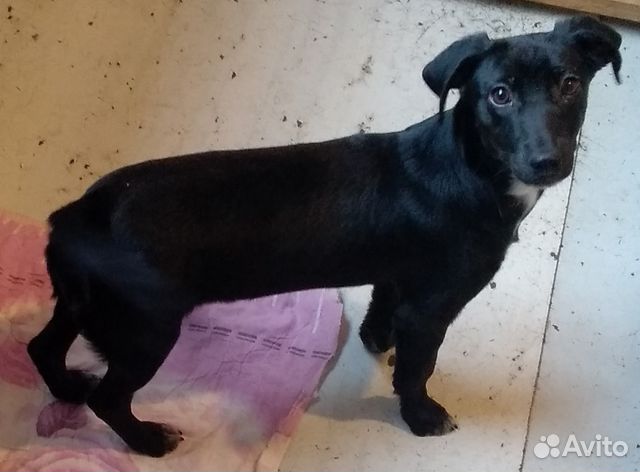 Хэппи ищет дом