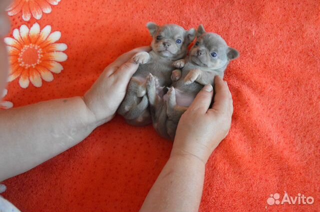 Гламурные лиловые детки