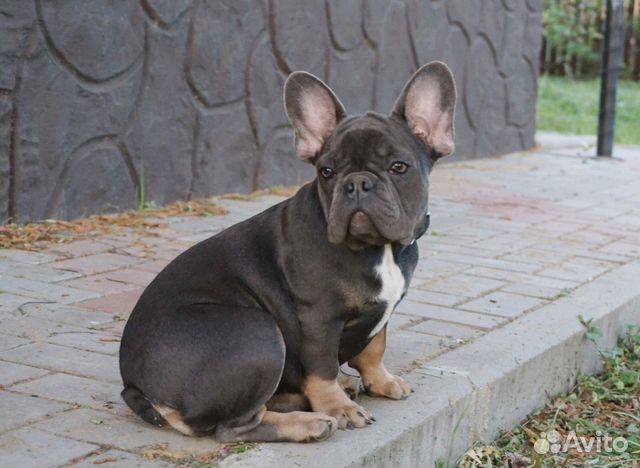 Французский шарм