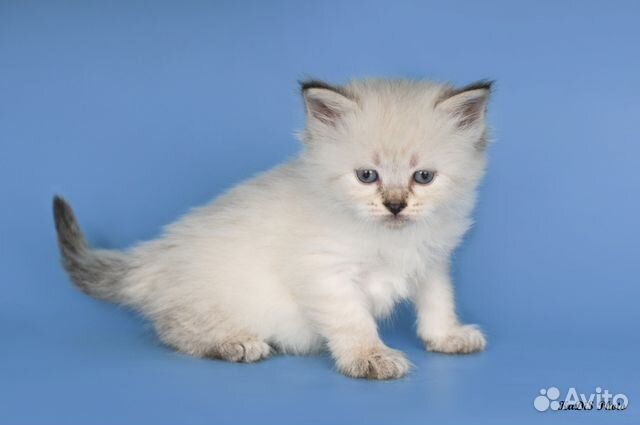 Продаются котята кукольной внешности