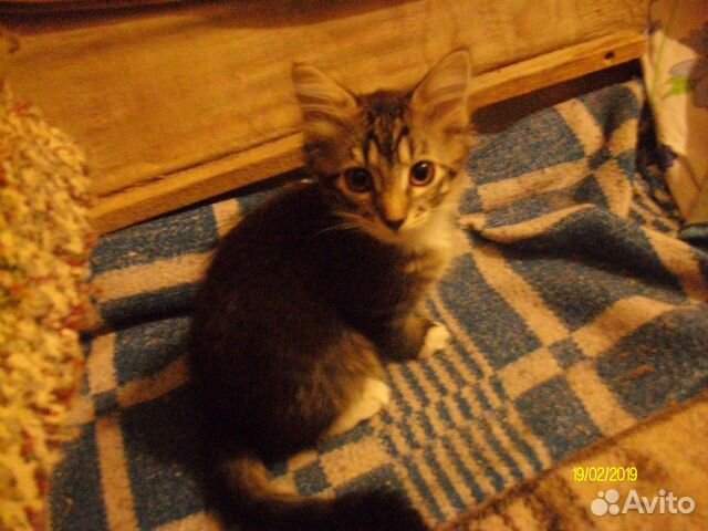Котёнок-полусибирячок