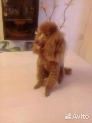 Вязка карликовый пудель