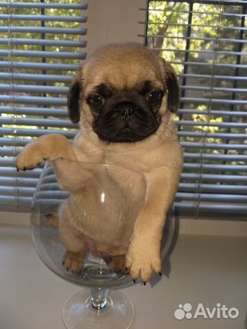 Очаровательные мопсята