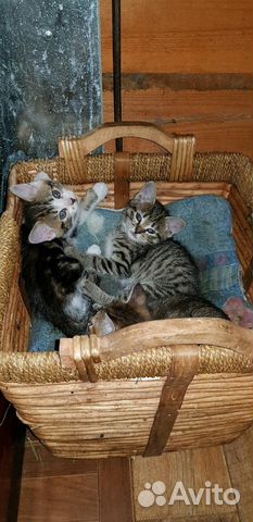 Самые лучшие девочки