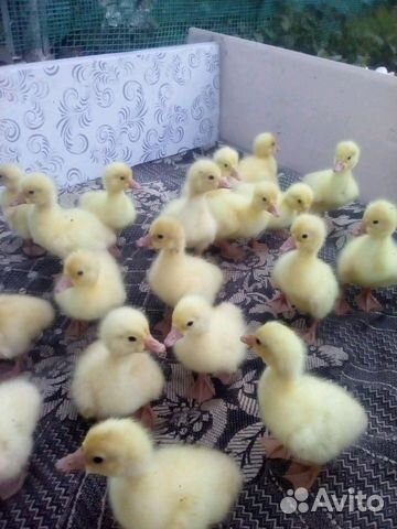 Гусята линда белая