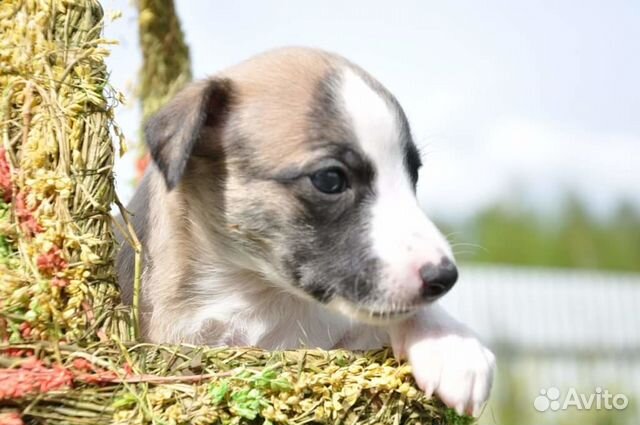 Очаровательные щенки уиппета