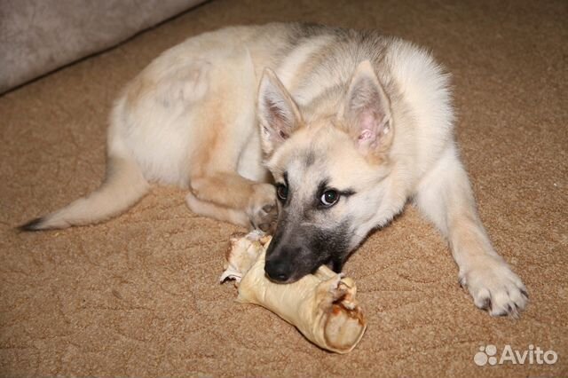 Отдам щенка