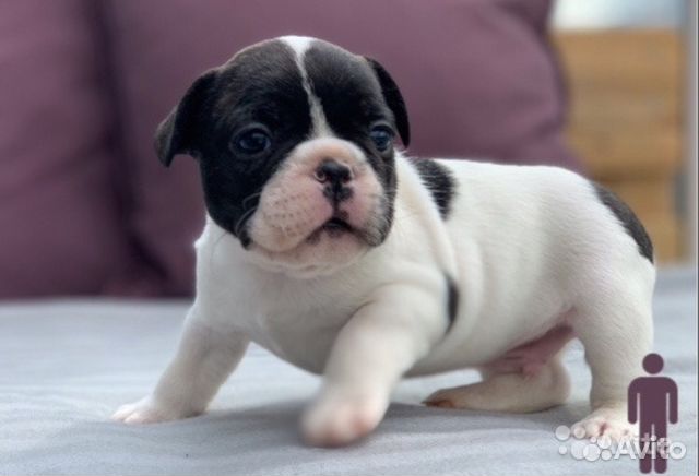 Французский бульдог щеночки
