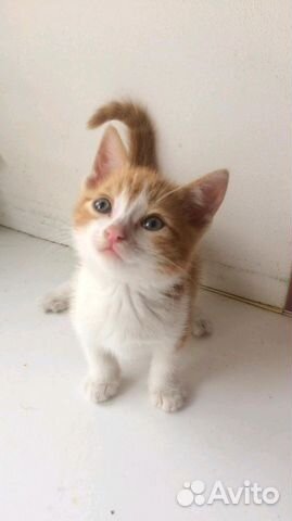 Алиса Патрикеевна