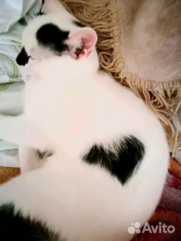 Котята в ритме чёрно-белой графики