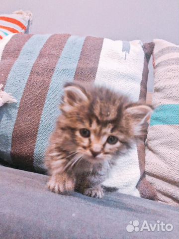 Котята