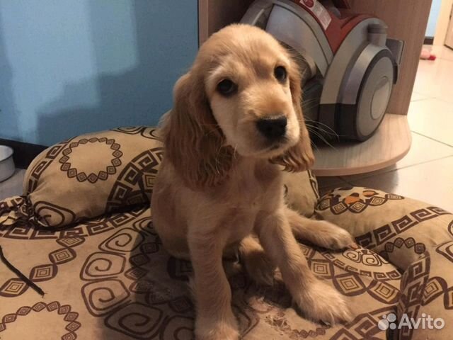 Щенок английского кокер спаниеля