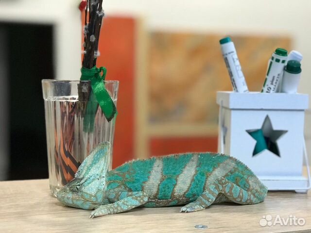 Продаются малыши йеменского хамелеона