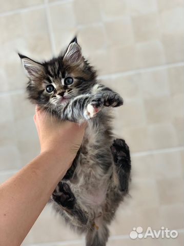 Сказочно красивые котята, мейн-кун