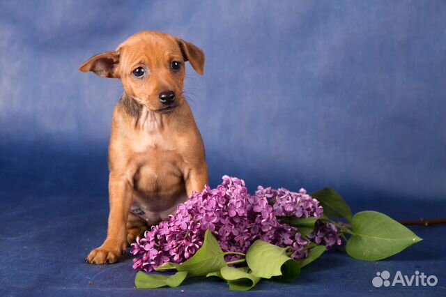 Мальчик и девочка ксоло мини