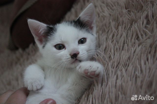 Котенок в добрые руки