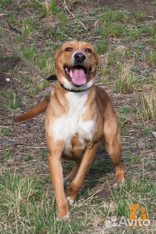 Собака Злата