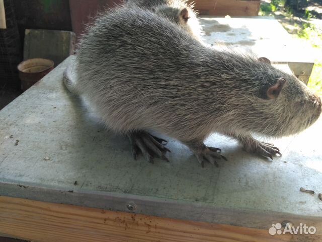 Нутрии самцы и самки 6 мес