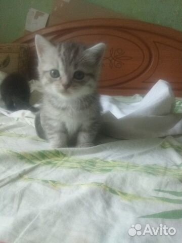 Продам котят шотландской породы