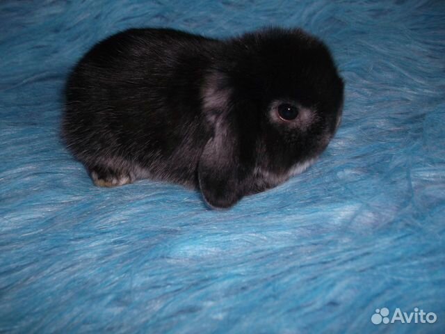 Карликовый вислоухий крольчонок. окрас чёрный отте