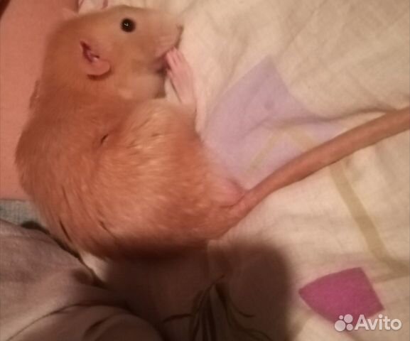 Ласковый крыс