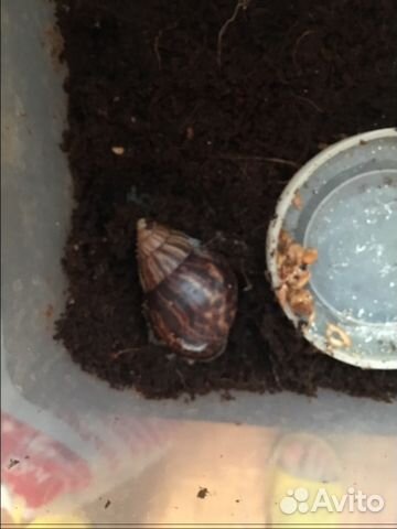 Улитка ахатина