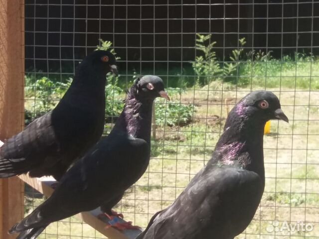 Голуби Бойные