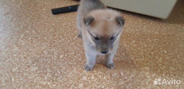 Карело финская лайка