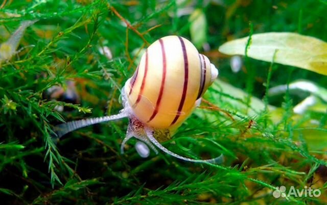 Улитка Спикси