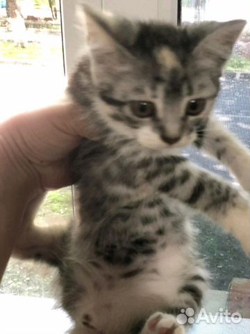 Котёнок