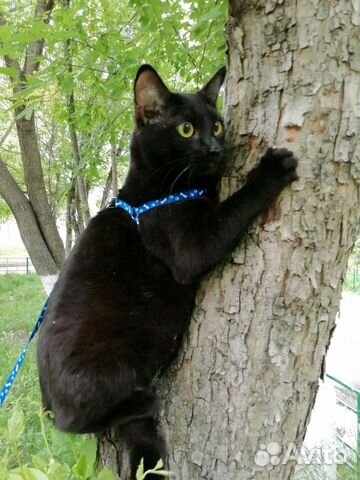 Кот