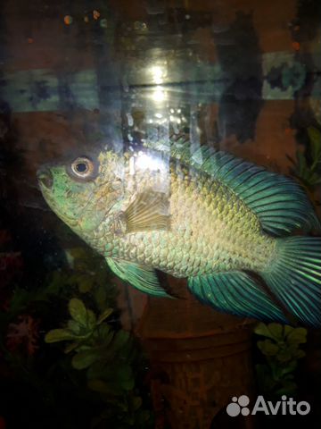 Нанокара самец