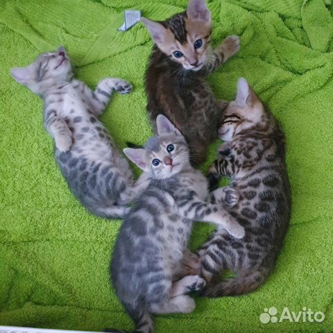 Бенгальские котята (05.05.19)