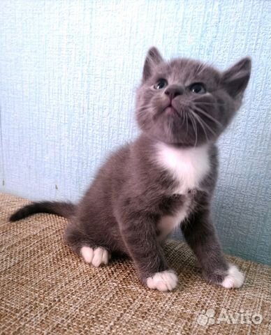 Котята Шатландские