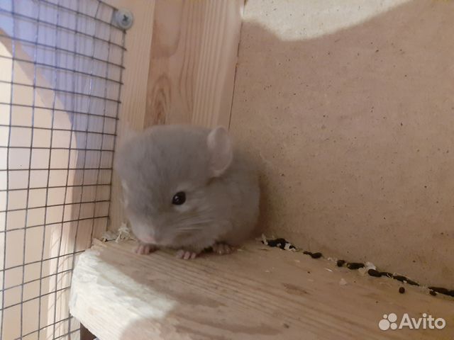 Шиншилла Эбони бархат (белый)