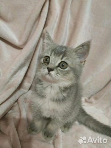 Британская кошечка