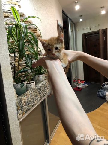 Котёнок