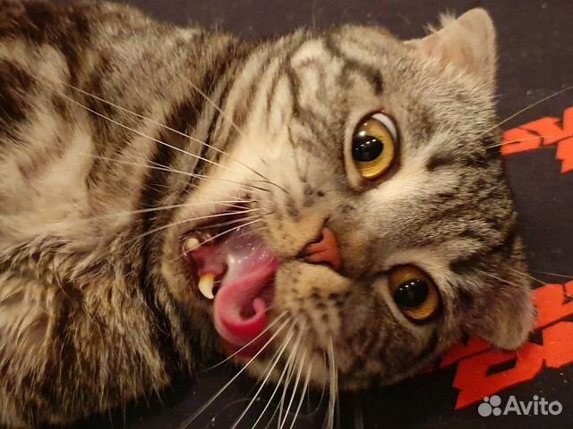 Шотландский вислоухий кот для вязки