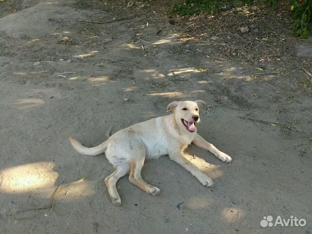Щенки подросшие и мама-собака ищем волонтера с маш
