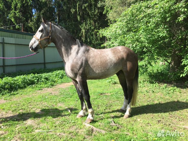 Серый мерин