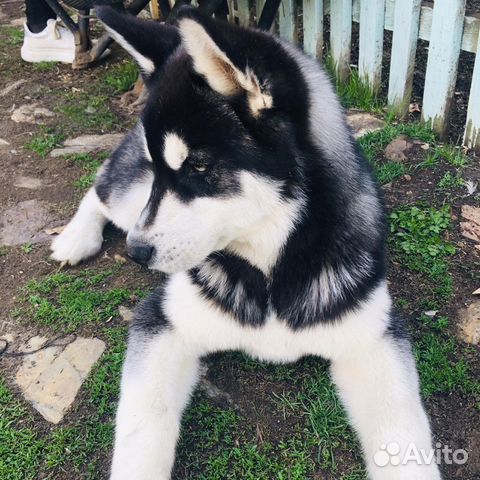 Собаки Сибирский хаски