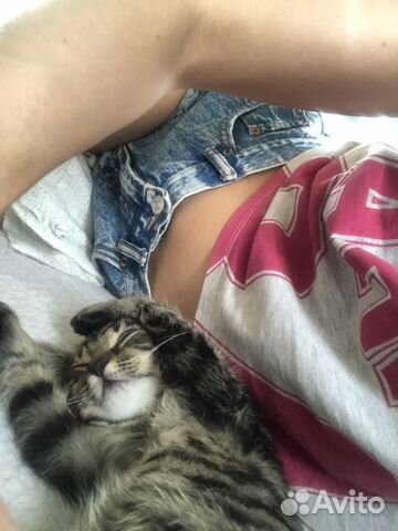 Самая милая кошечка, очень спокойная