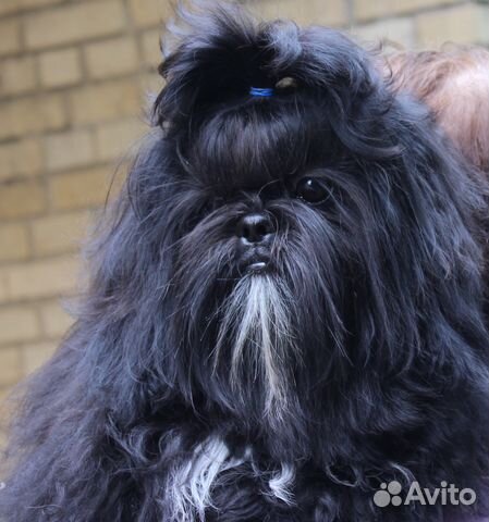 Красавчик ши-тцу