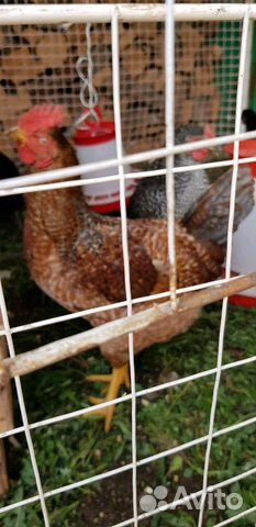 Петушок молодой