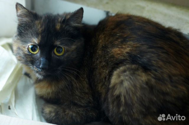 Черри, привита, стерилизована