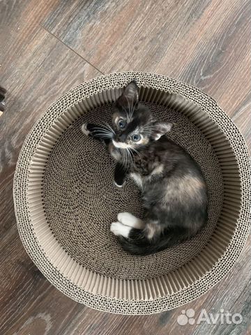 Сладкая Кроша