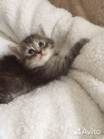 Британские котята