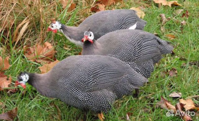 Обмен цесарки