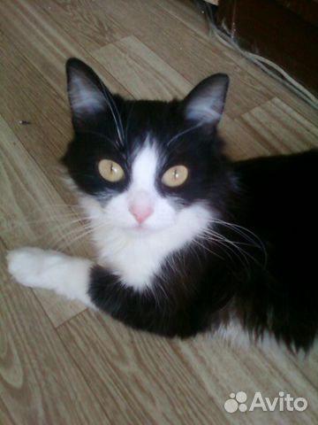 Отдам кошечку в хорошие руки