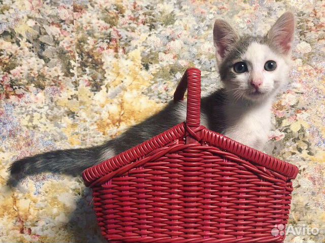 Котенок 3 мес